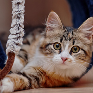 Cutest Cat Photo Contest