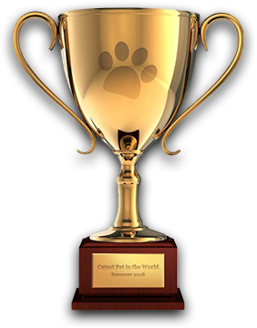 Cutest Cat Photo Contest